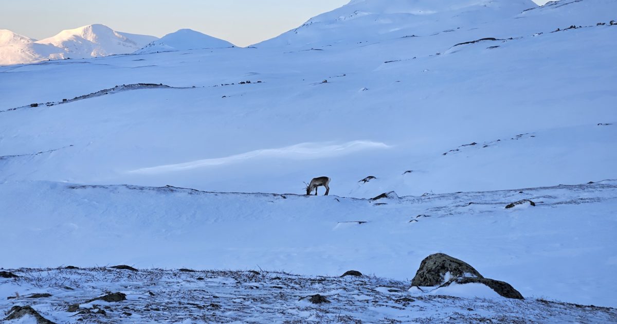 Is- og snømelding fra Fjelltjenesten – direkte i kart | Statskog