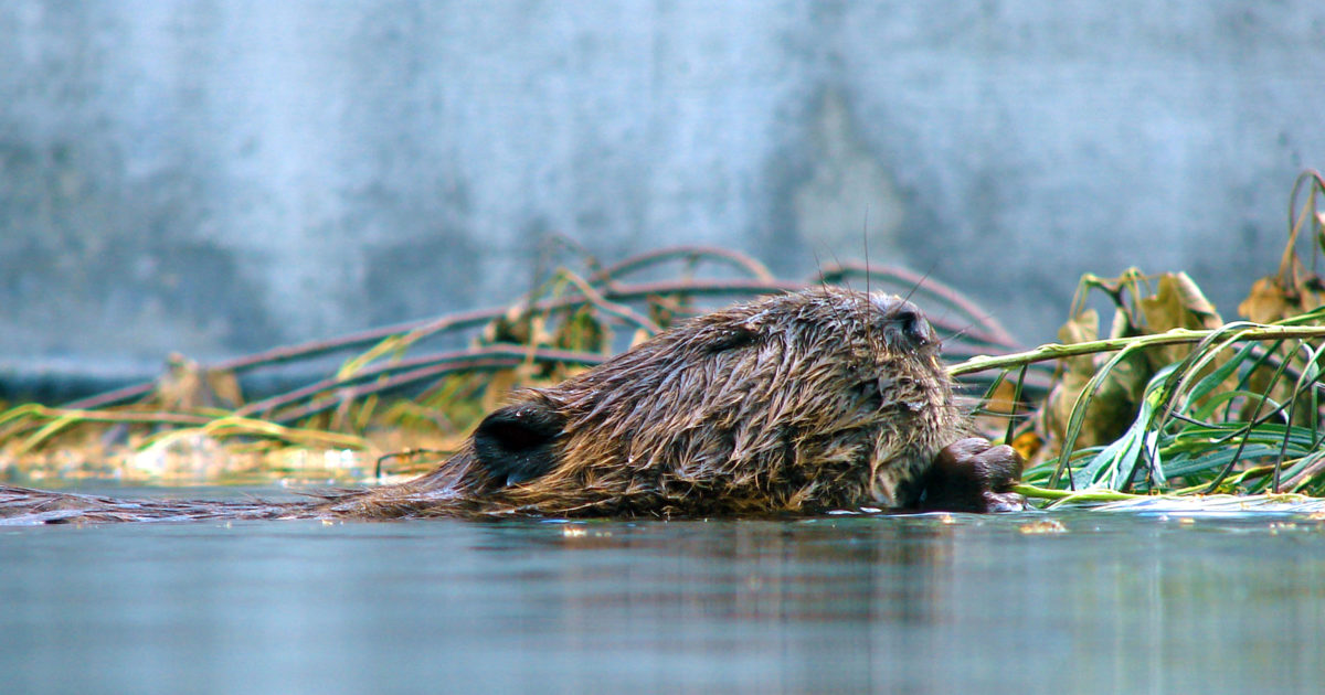 Bever | Jakt | Statskog
