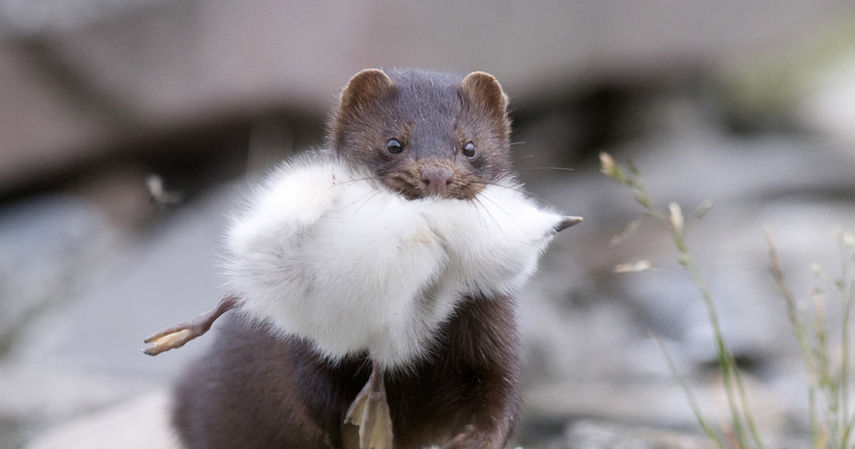 Høysesong for jakt på mink - Nyheter - Statskog