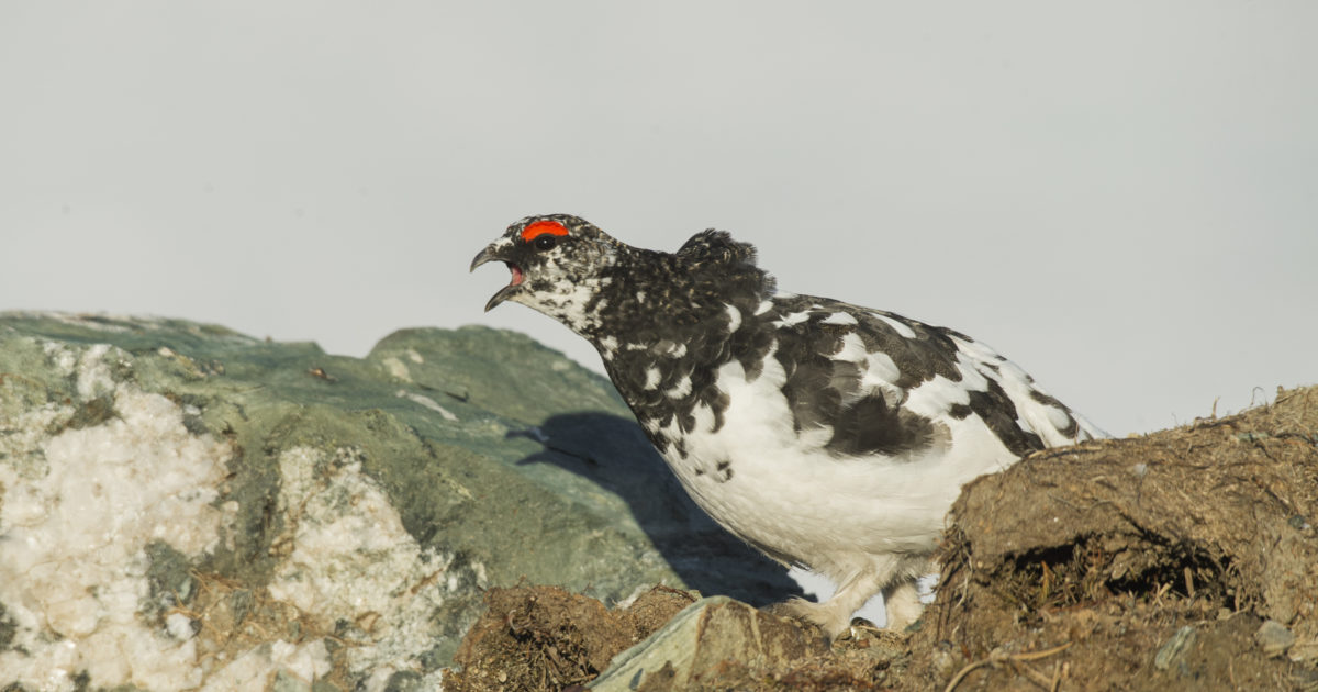 Positiv utvikling for rype og skogsfugl | Statskog