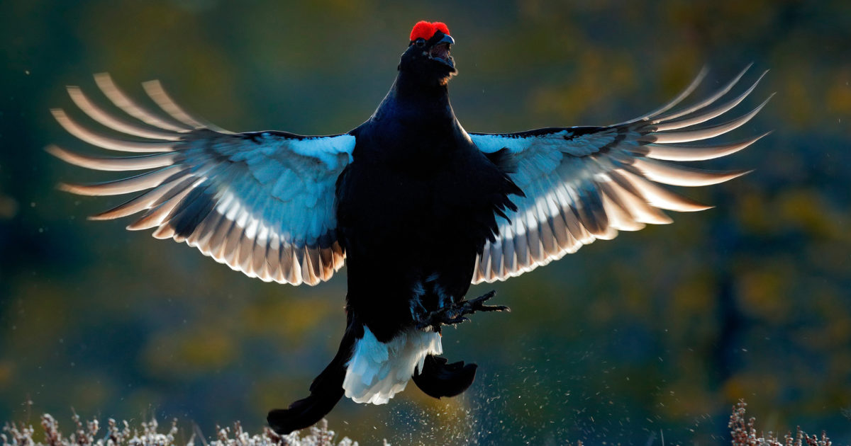 Oppsving for rype og skogsfugl | Statskog