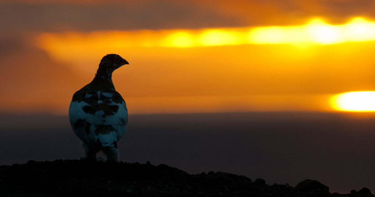 Fugl | Jakt | Statskog