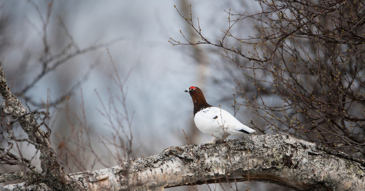 Økt taksering i forskningsperioden | Høstings­prosjektet | Statskog