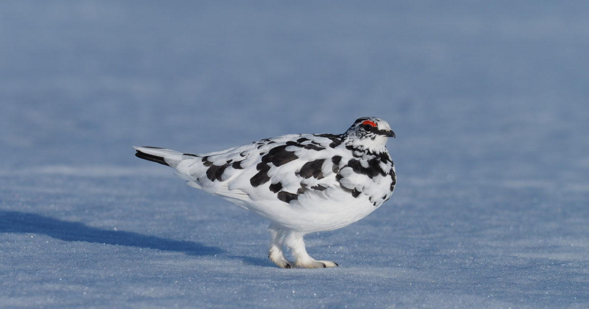 Rypa ut, laks inn | Statskog