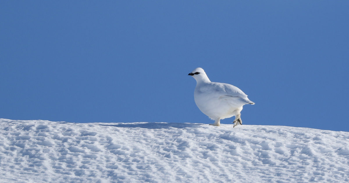 Litt bedre rypejakt | Statskog