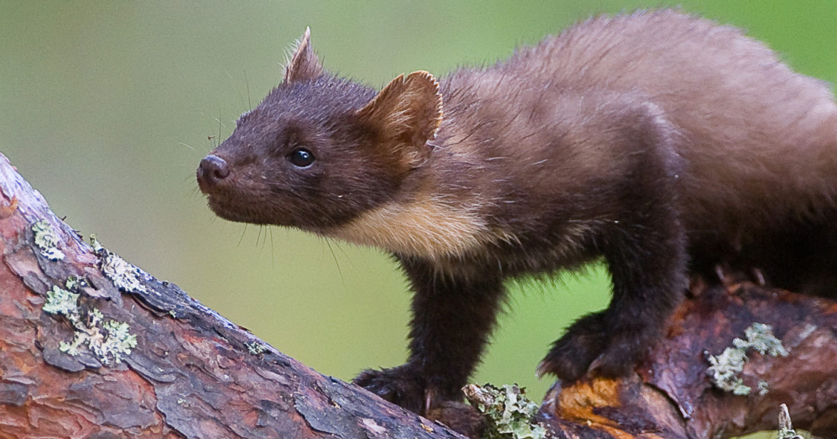 Rødrev og mår til besvær? | Statskog