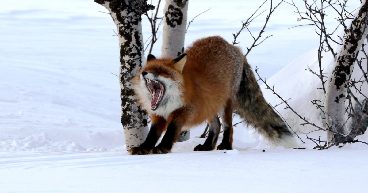 Museår gir rekordmange rev | Statskog