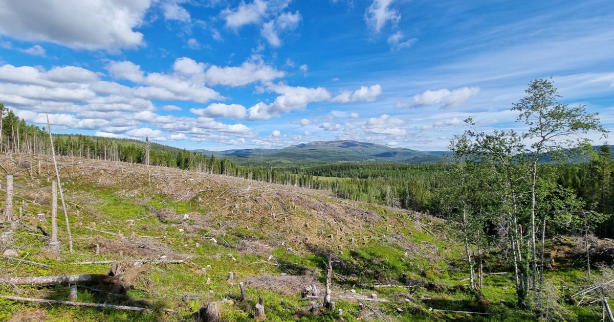 Landskapsplaner og landskapsøkologi | Skog og klima | Statskog
