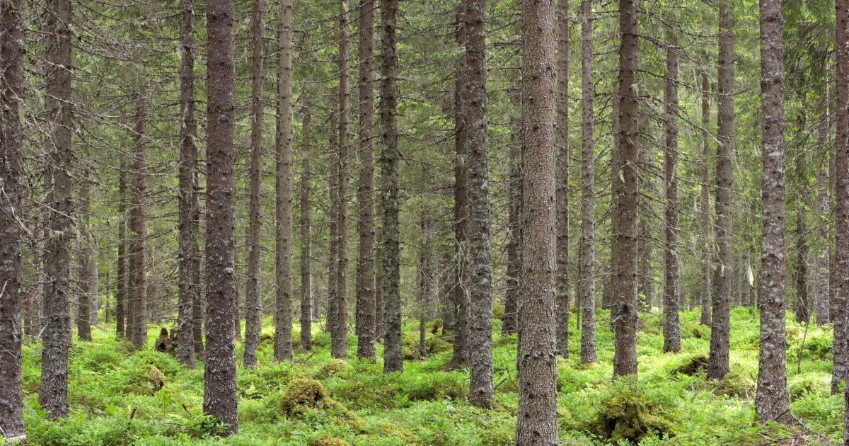Skogen, strømmen og fremtiden – velkommen til debatt | Statskog